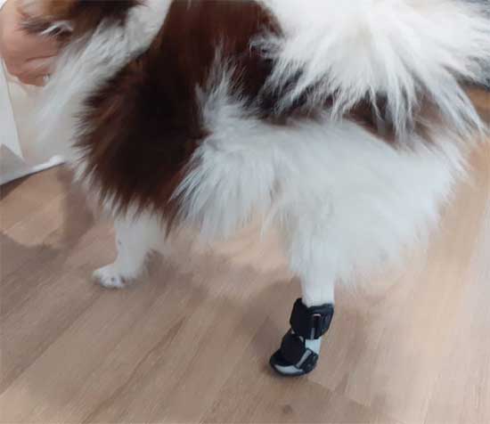 Ортез плюсны для собак — Zooplaneta.shop