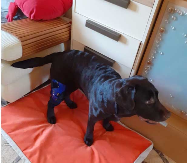 Ортез коленного сустава для собак — Zooplaneta.shop